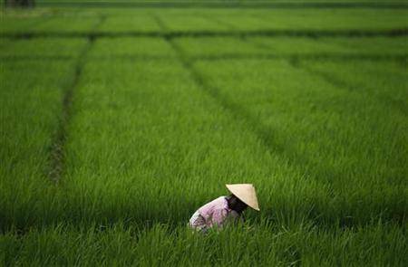 Indonesia warns of rice crop damage in drought-parched fields | The Star