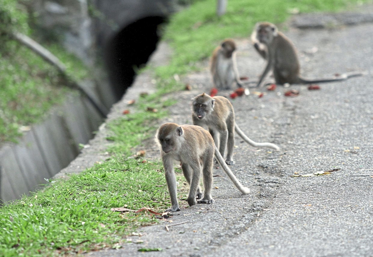 Monkey menace in Gasing Indah | The Star
