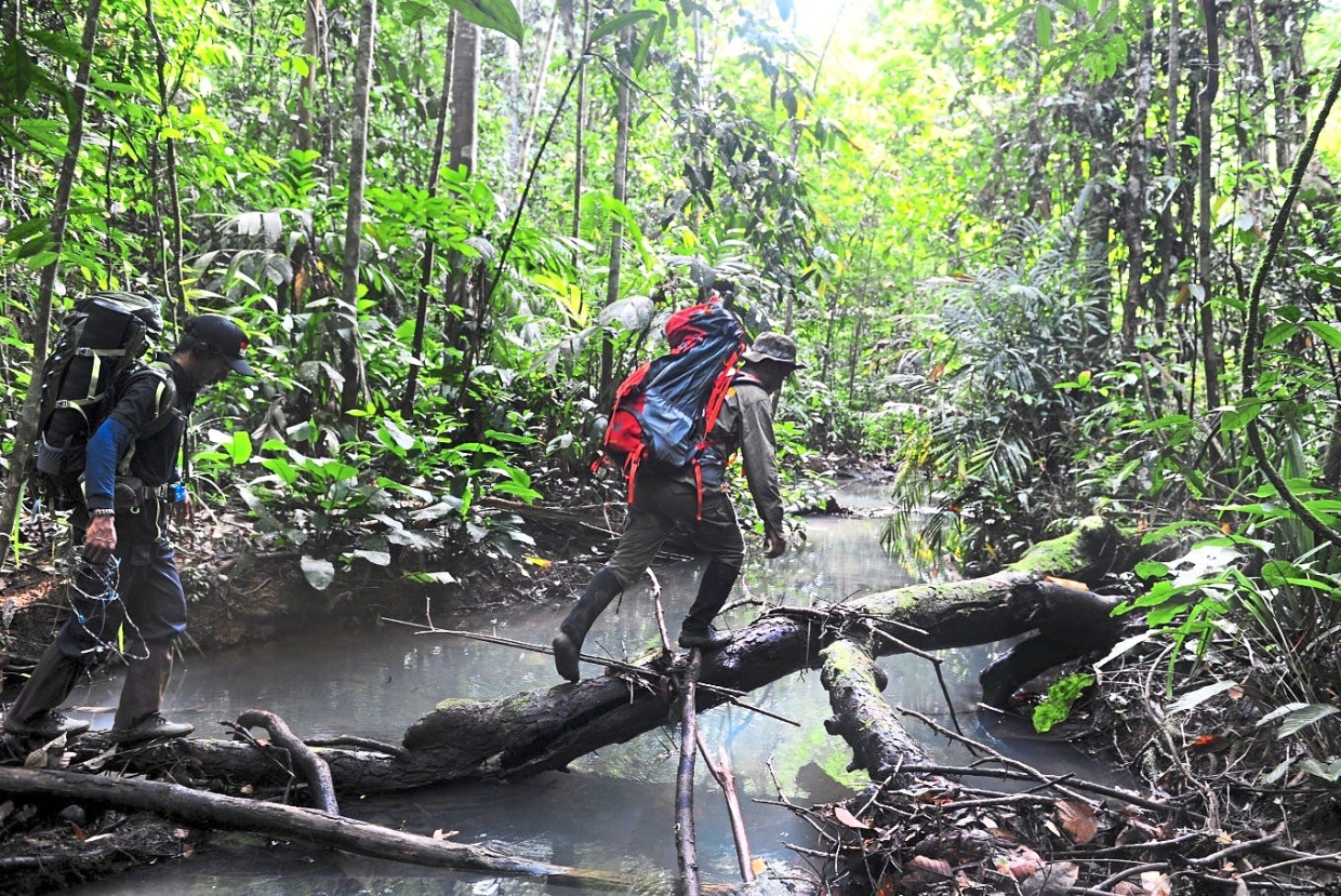 AI helps protect West Sumatra’s rainforests | The Star
