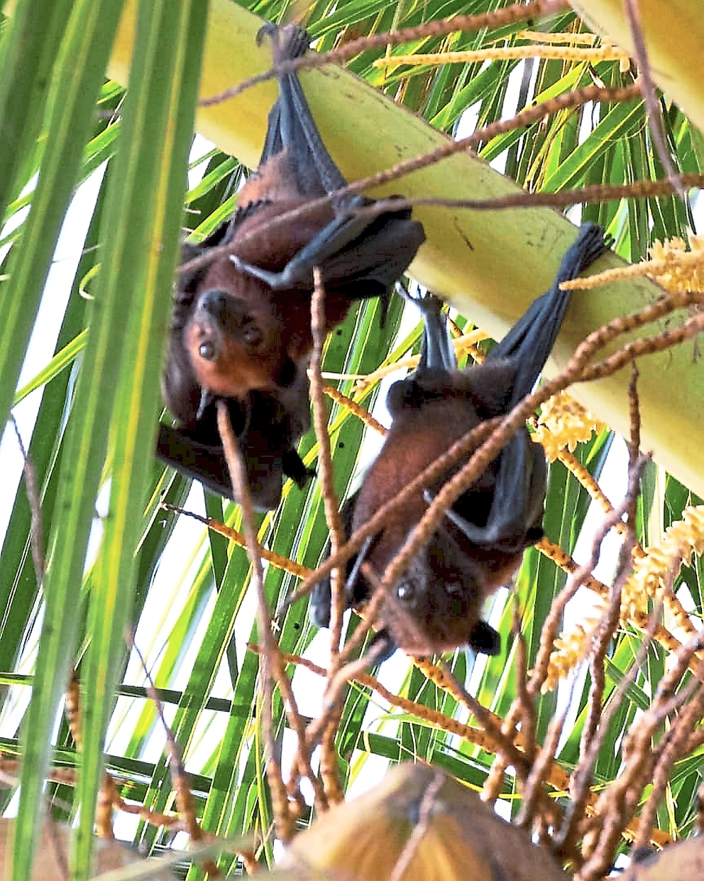 Black and orange fruit bat found on island | The Star