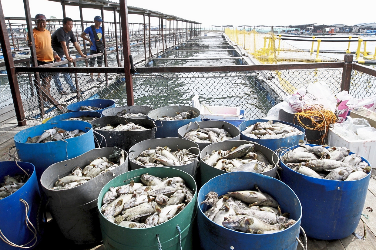 Fish breeders have nothing left to salvage | The Star