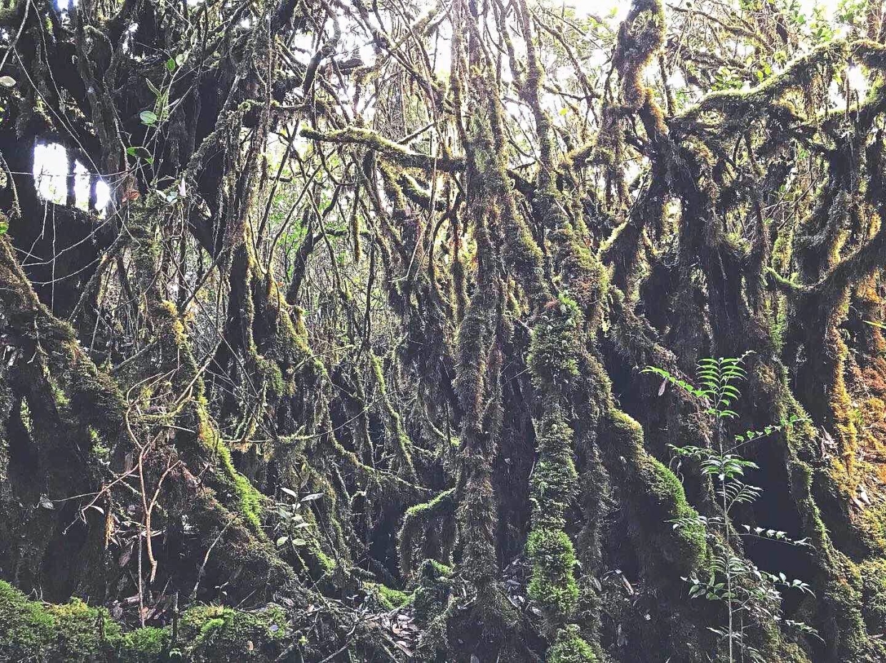 Pahang’s permanent forest reserve at 1.56 million ha | The Star