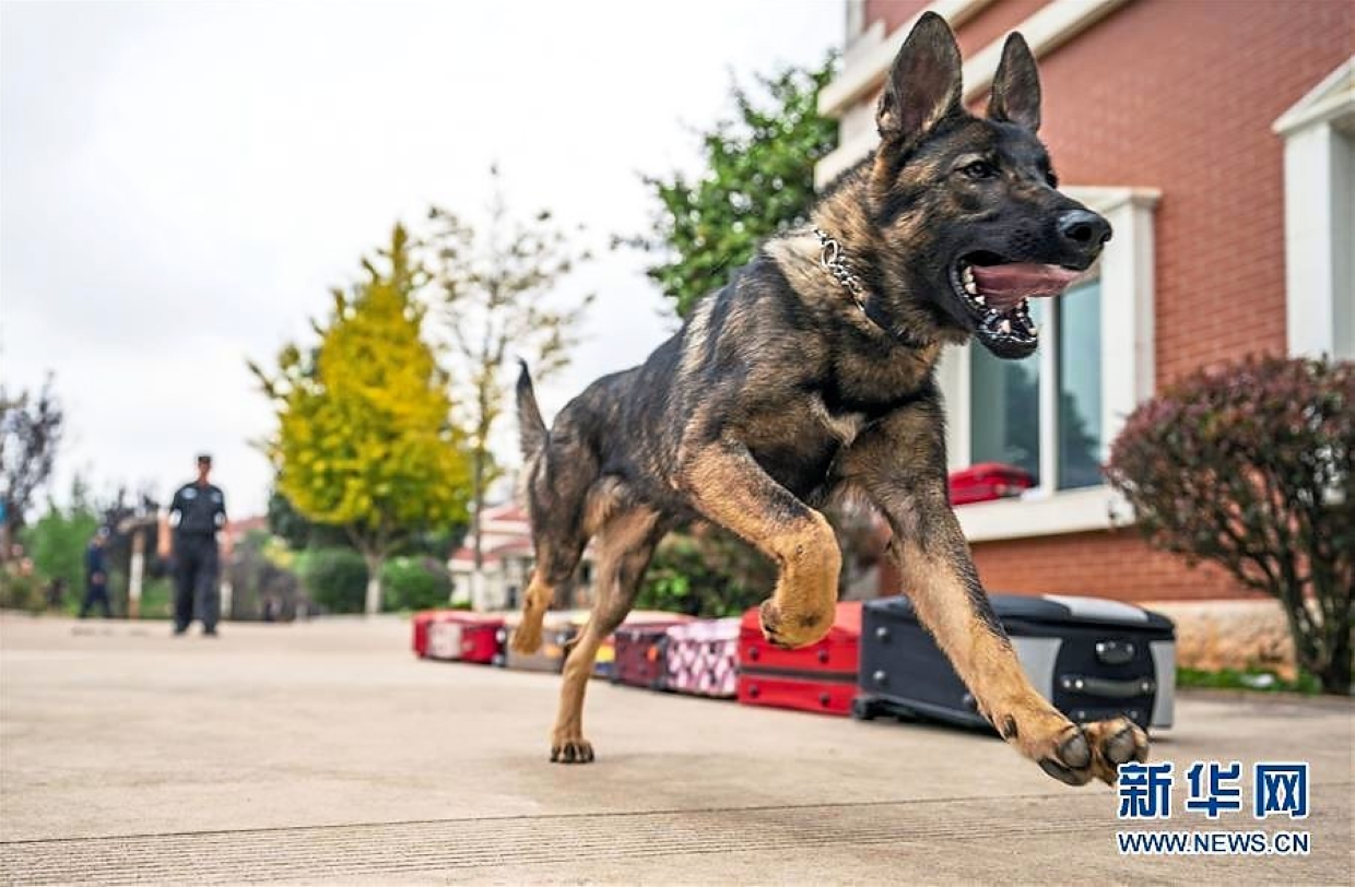 Cloned police dog ready for work | The Star