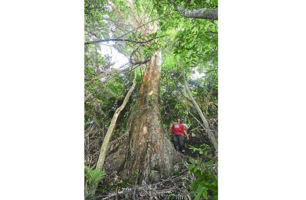 Dr M: Merbau is our national tree | The Star