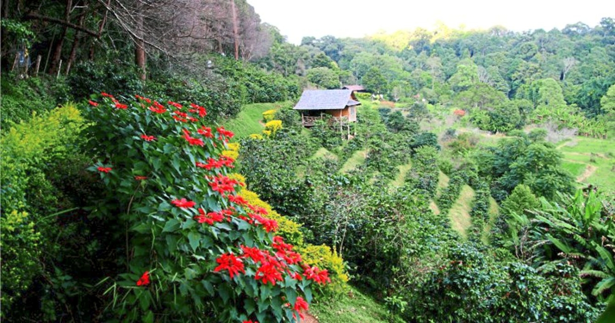 In post ‘Doi Moi’ Vietnam, coffee raises families | The Star