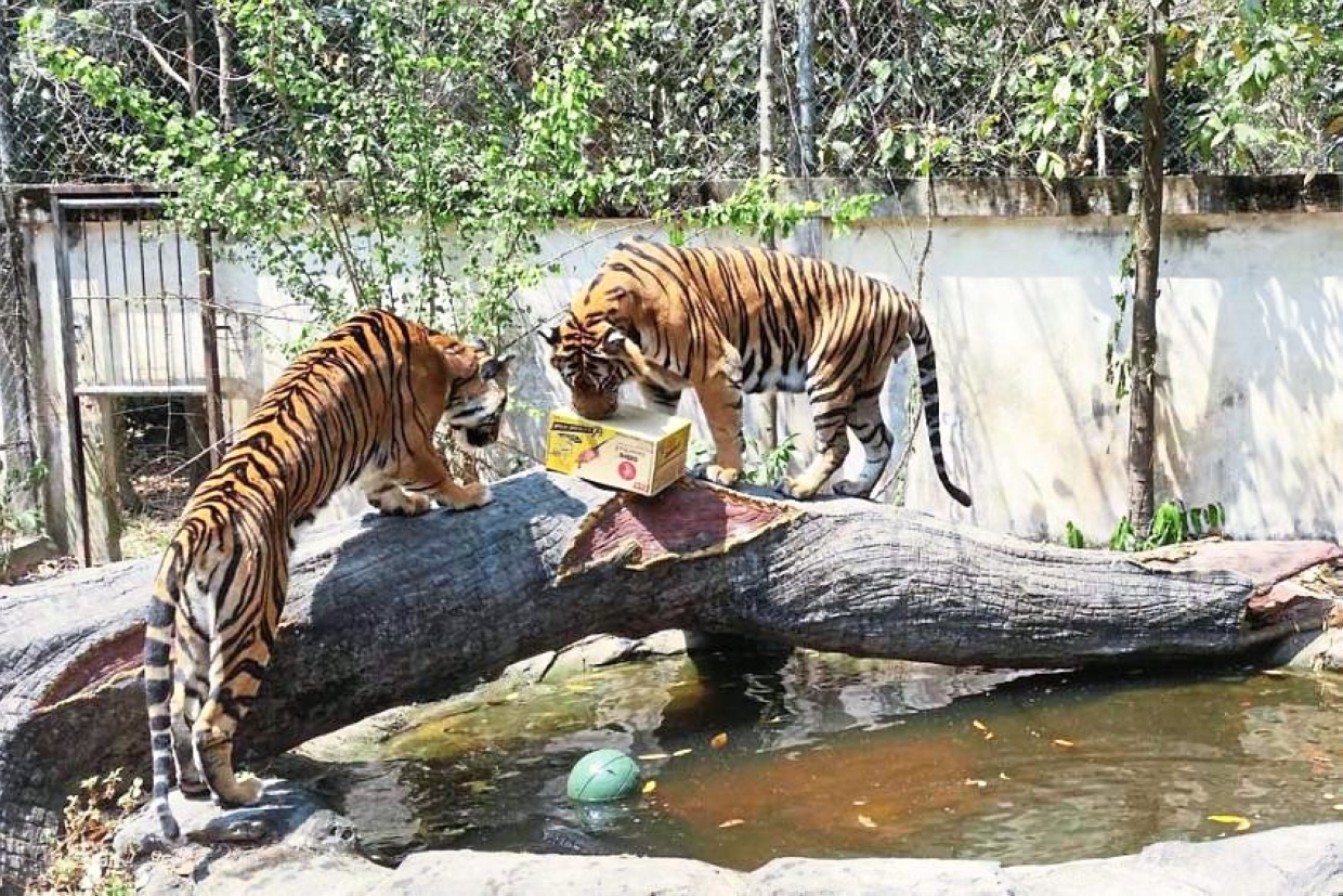 Rescue centre to preserve beloved tiger | The Star