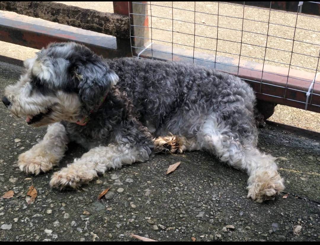 Canine welfare group: Owners should be fully committed when taking care ...