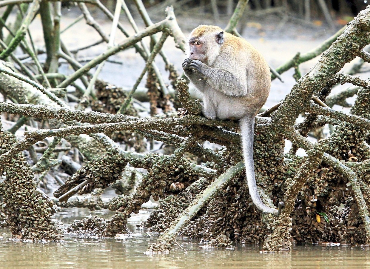 Monkey menace in Melaka | The Star