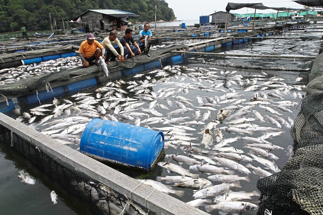 Mystery of mass fish death solved | The Star