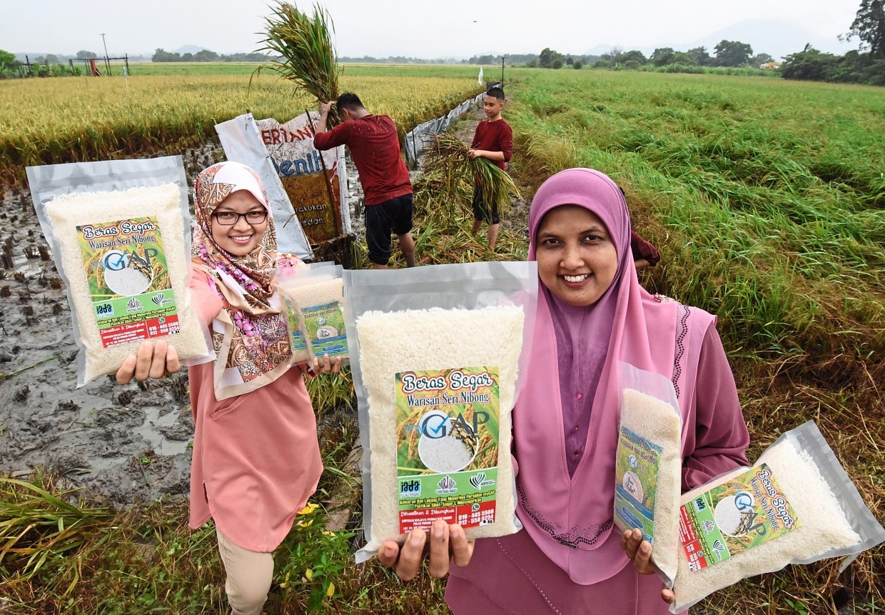 Chemical-free padi farming | The Star
