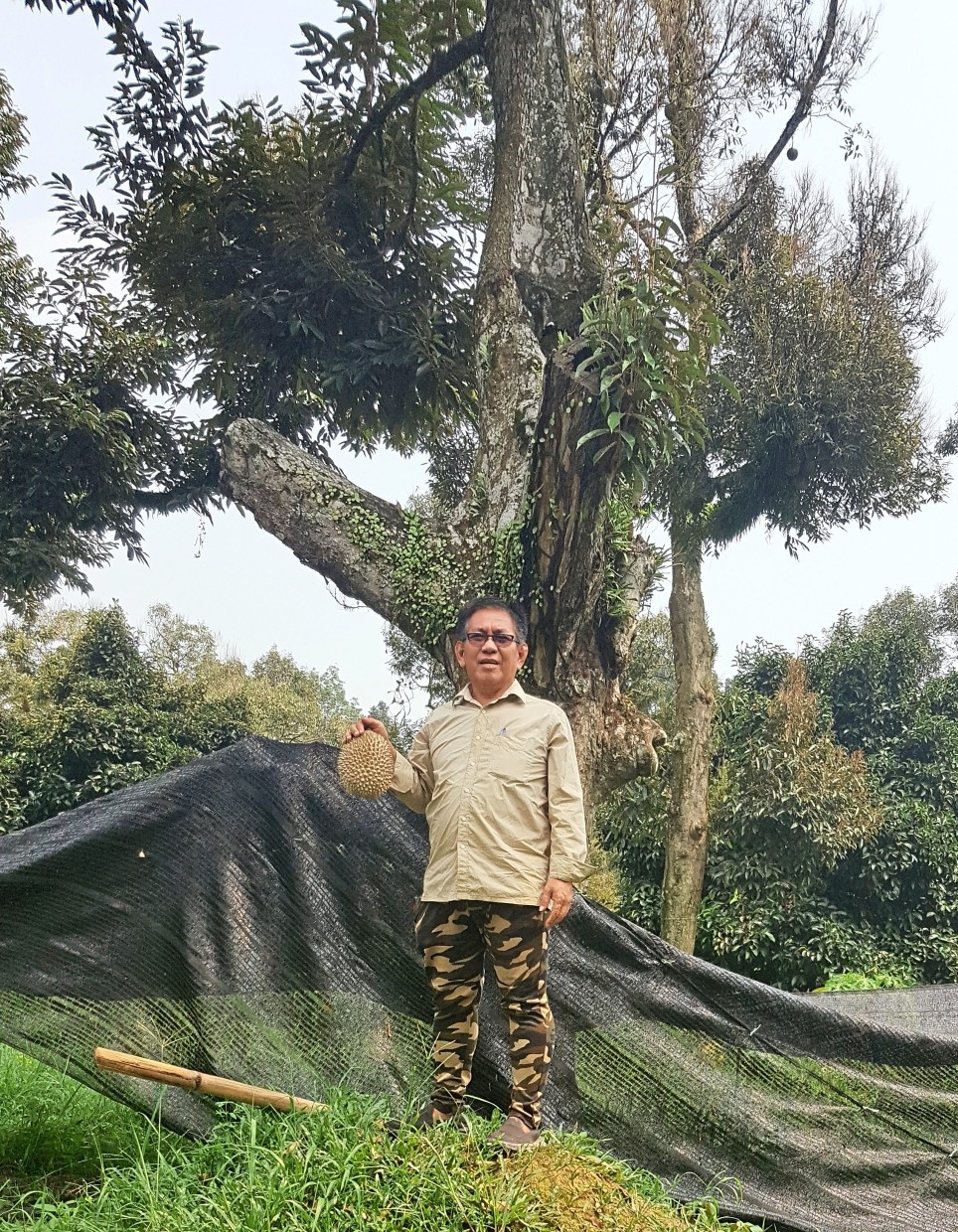 Journey of Musang King | The Star