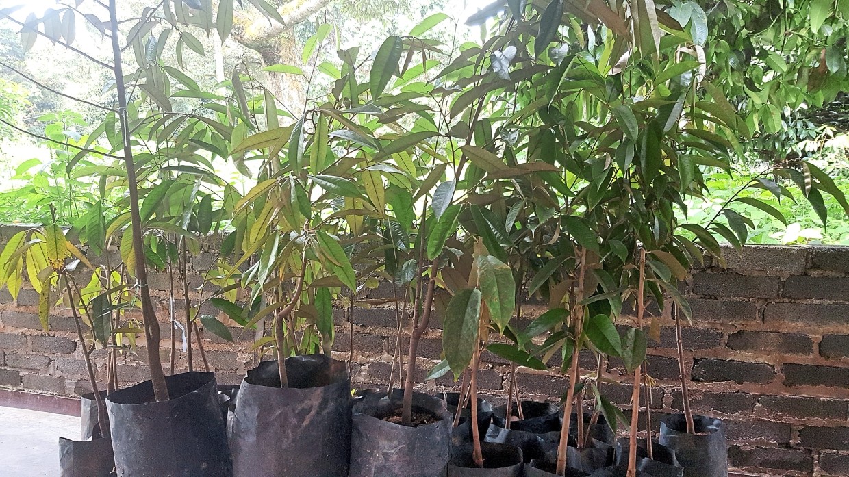 Journey of Musang King | The Star