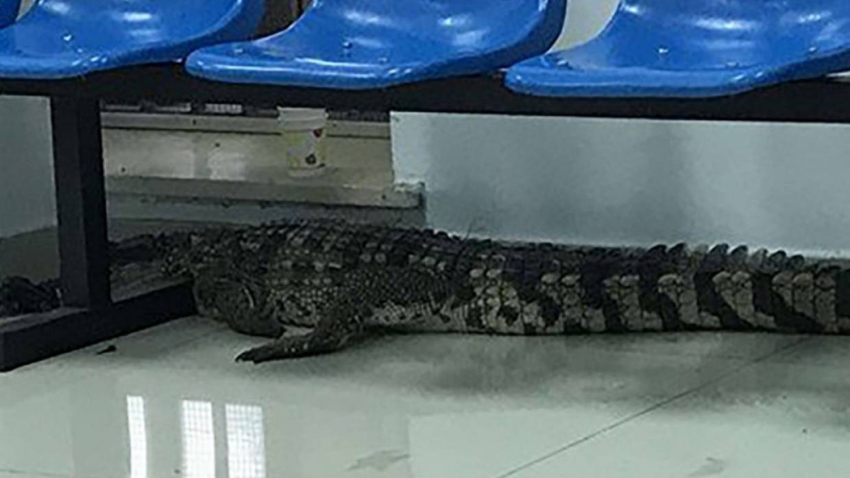 Crocodile shock for security guard at Chinese beauty spot | The Star