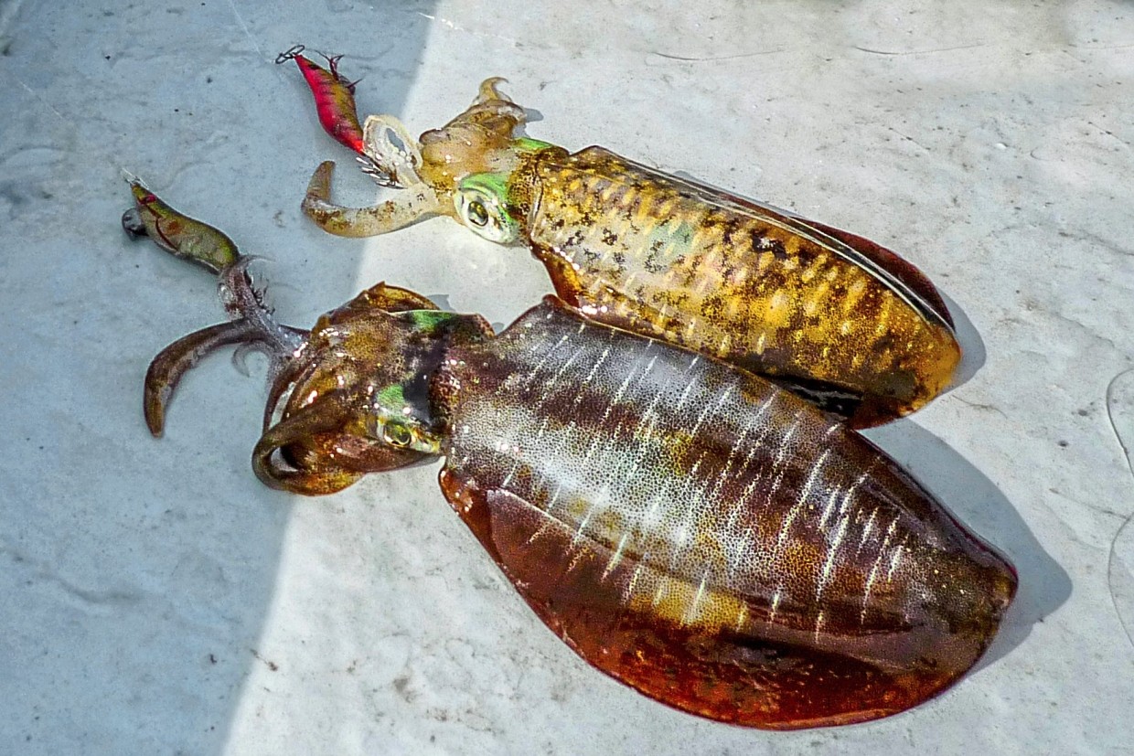 The lure of squid jigging | The Star