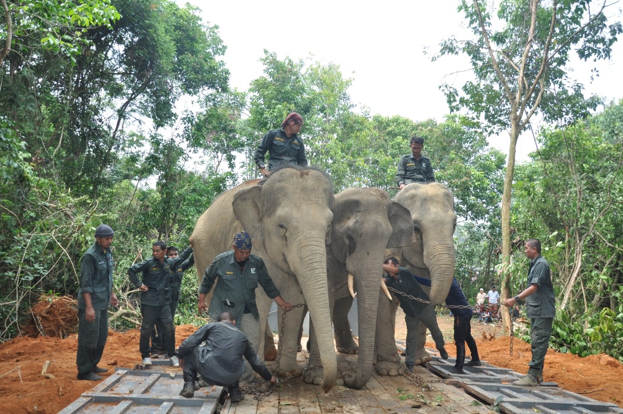 Perhilitan relocates 3.2 tonne rogue elephant to Gerik | The Star