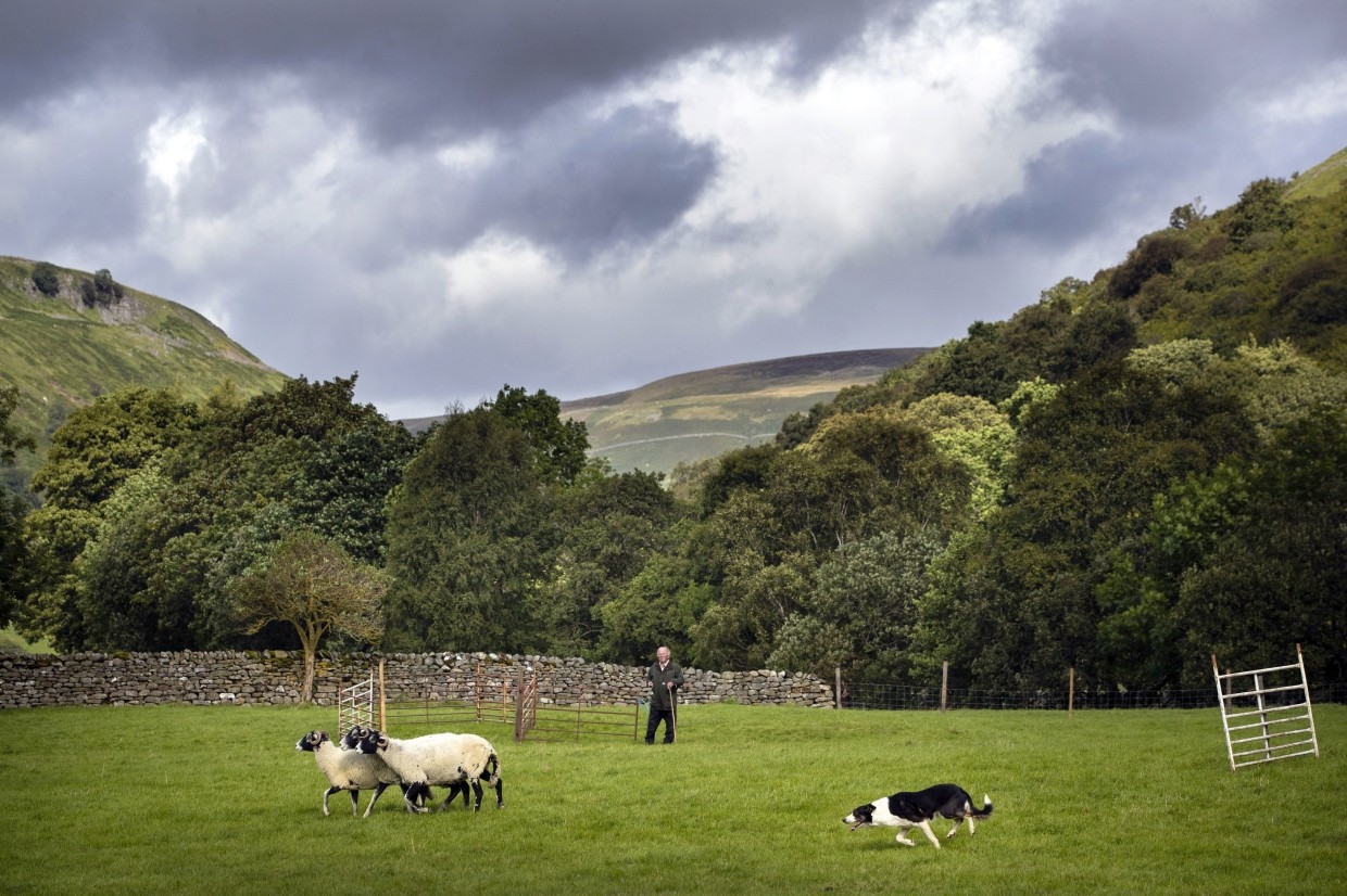 UK 'farm lab' ploughs technology to help raise animals sustainably ...