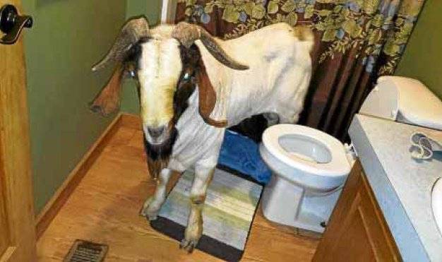 Goat naps in bathroom after house break-in | The Star