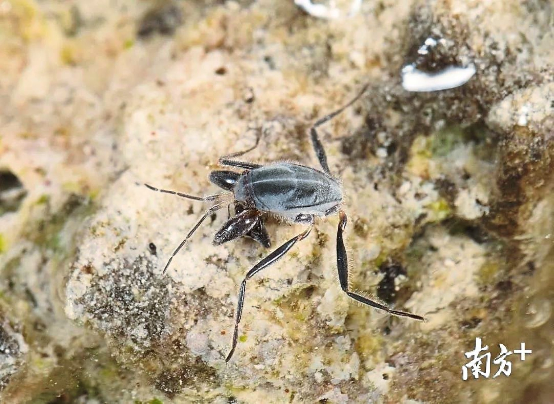 New species of marine insect found on China’s Xisha Islands | The Star