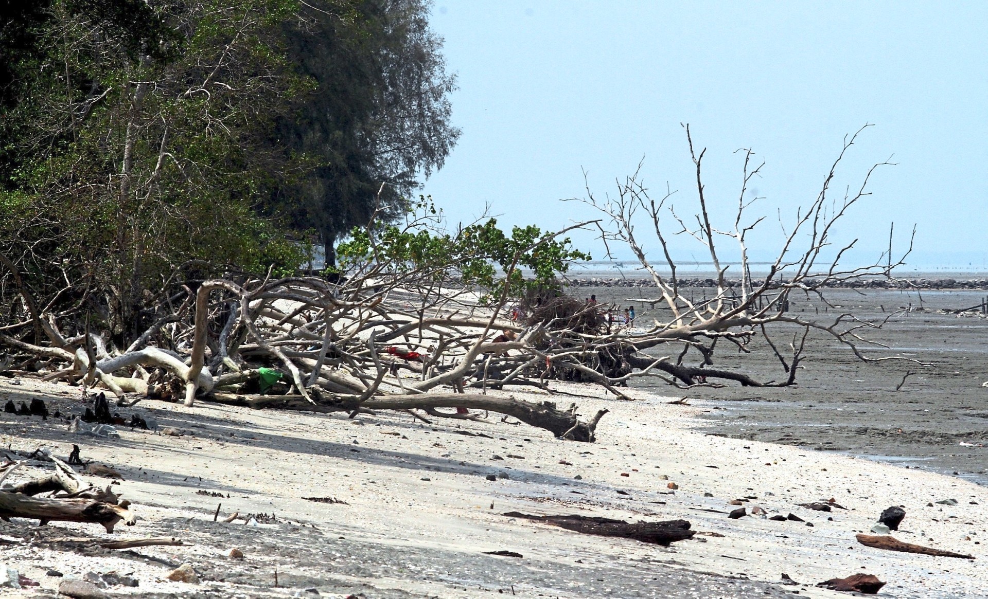 Fibromat’s options for continued growth | The Star