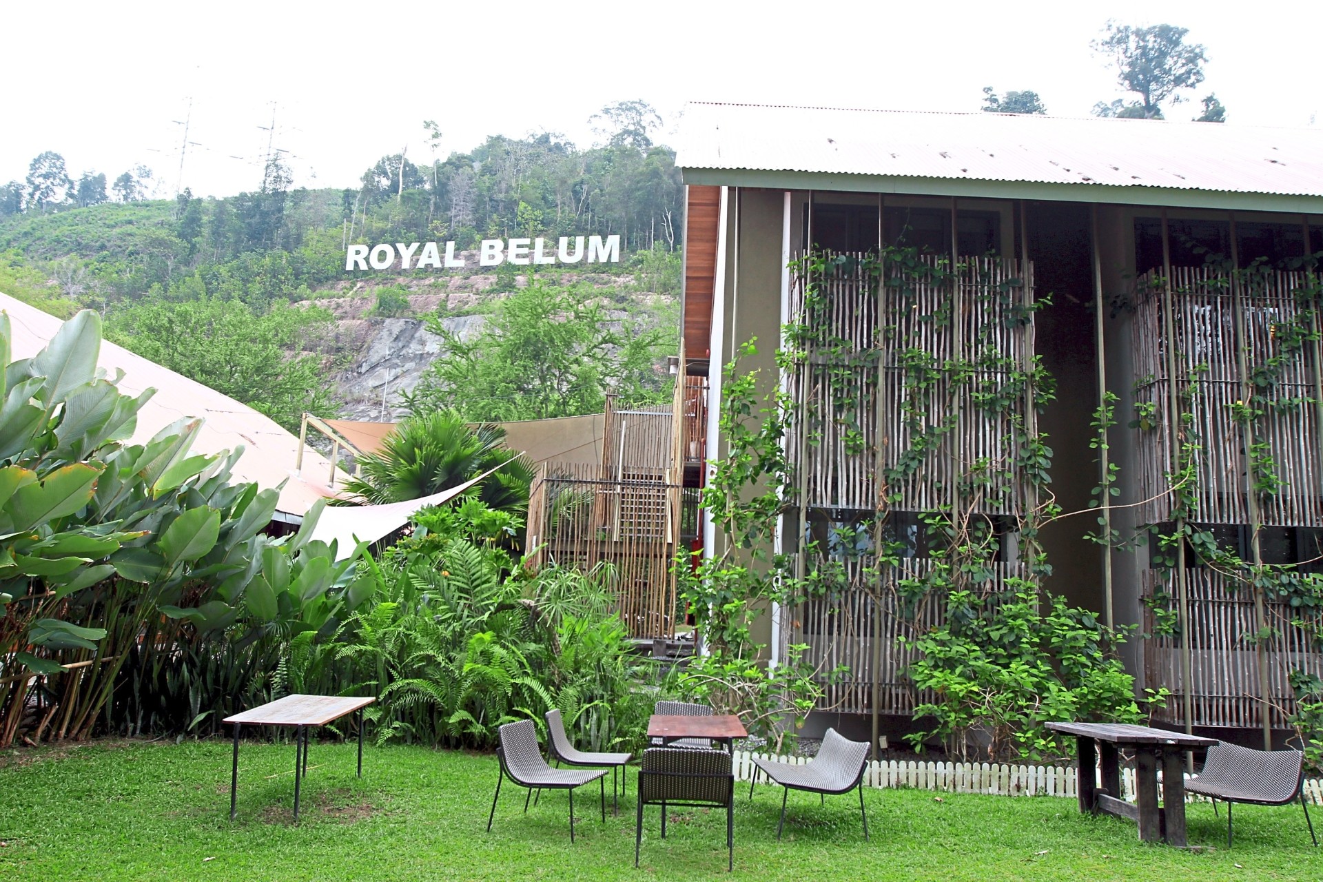 Urgent need to protect firefly habitat | The Star