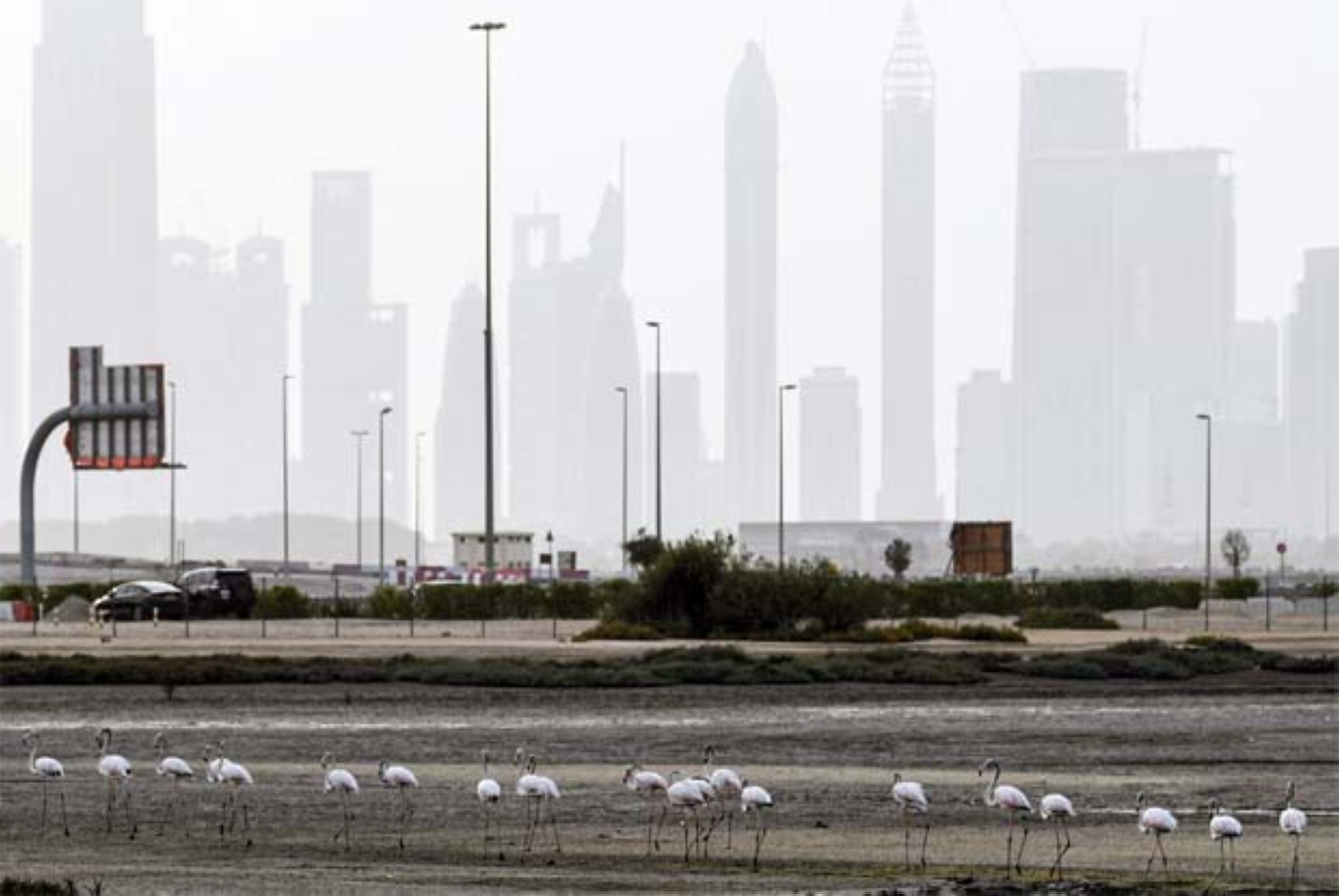 Dubai faces a ‘disaster’ from overbuilding, top developer says | The Star