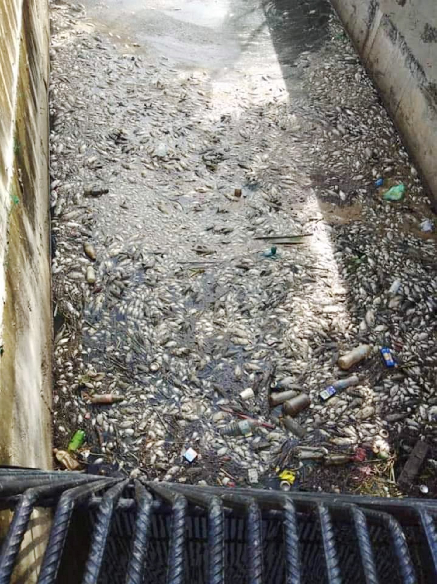 Massive fish death in pond | The Star