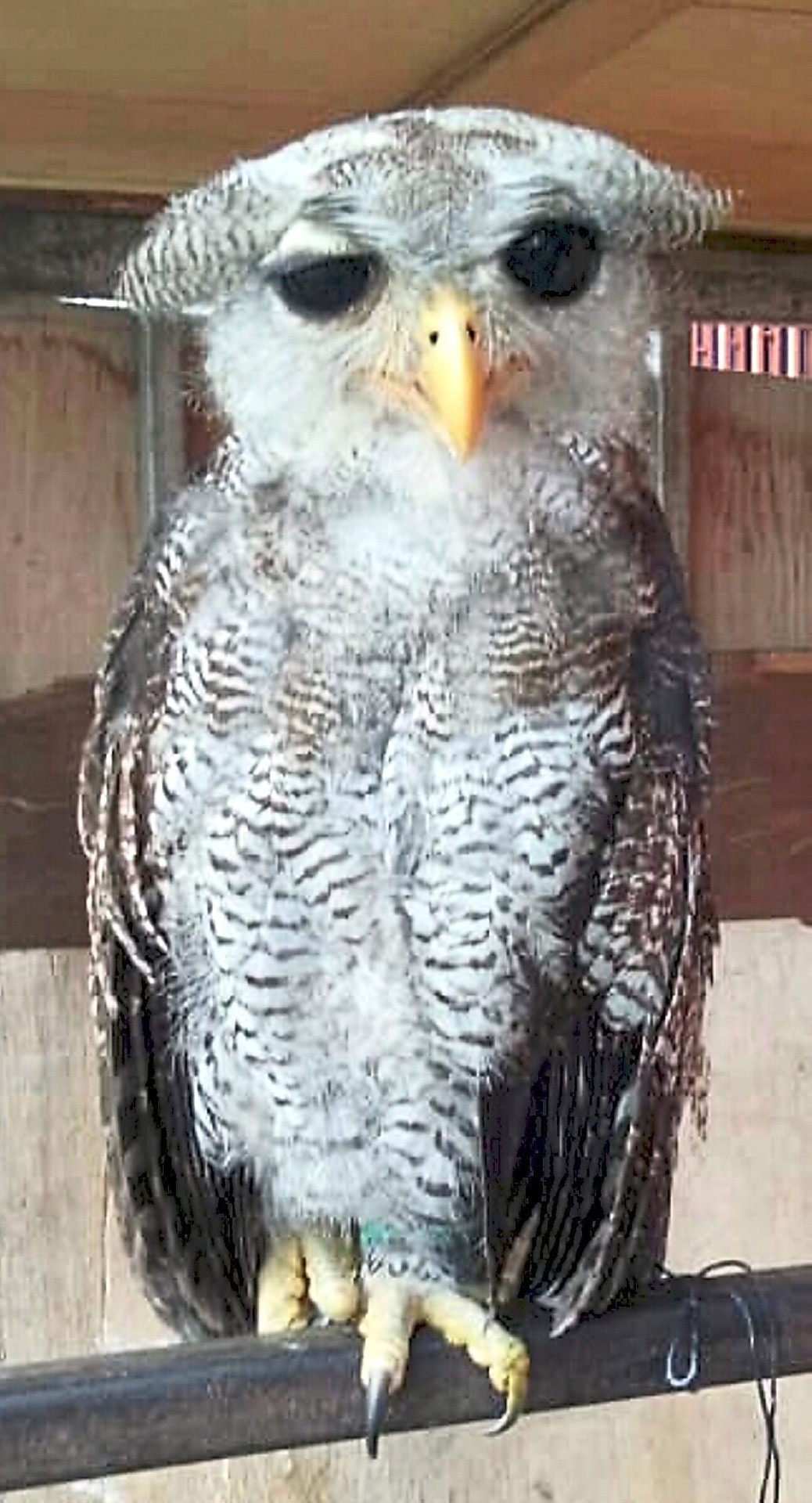 Rare owl rescued from sundry shop | The Star