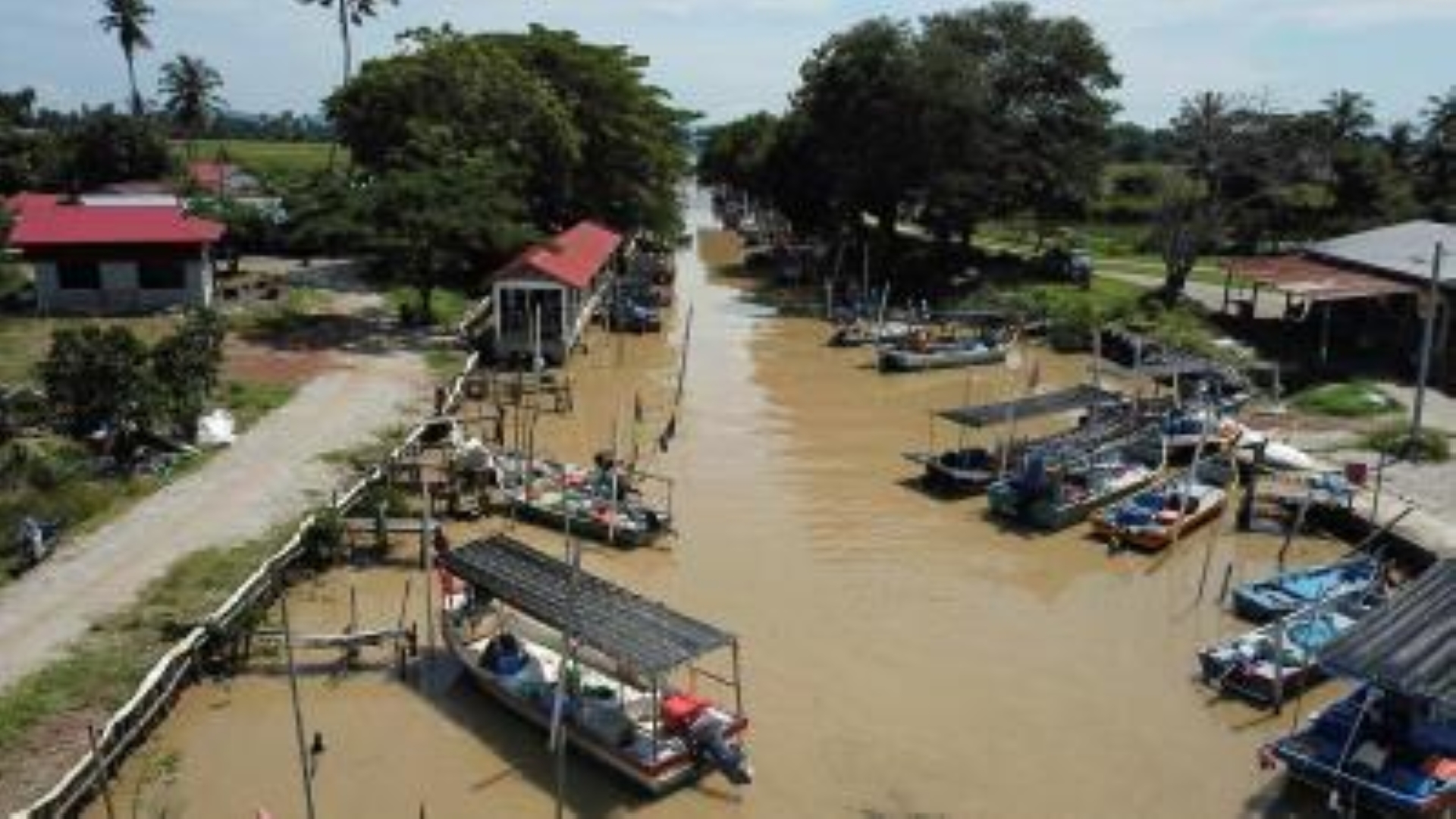 The mangrove forest that could, but ... | The Star