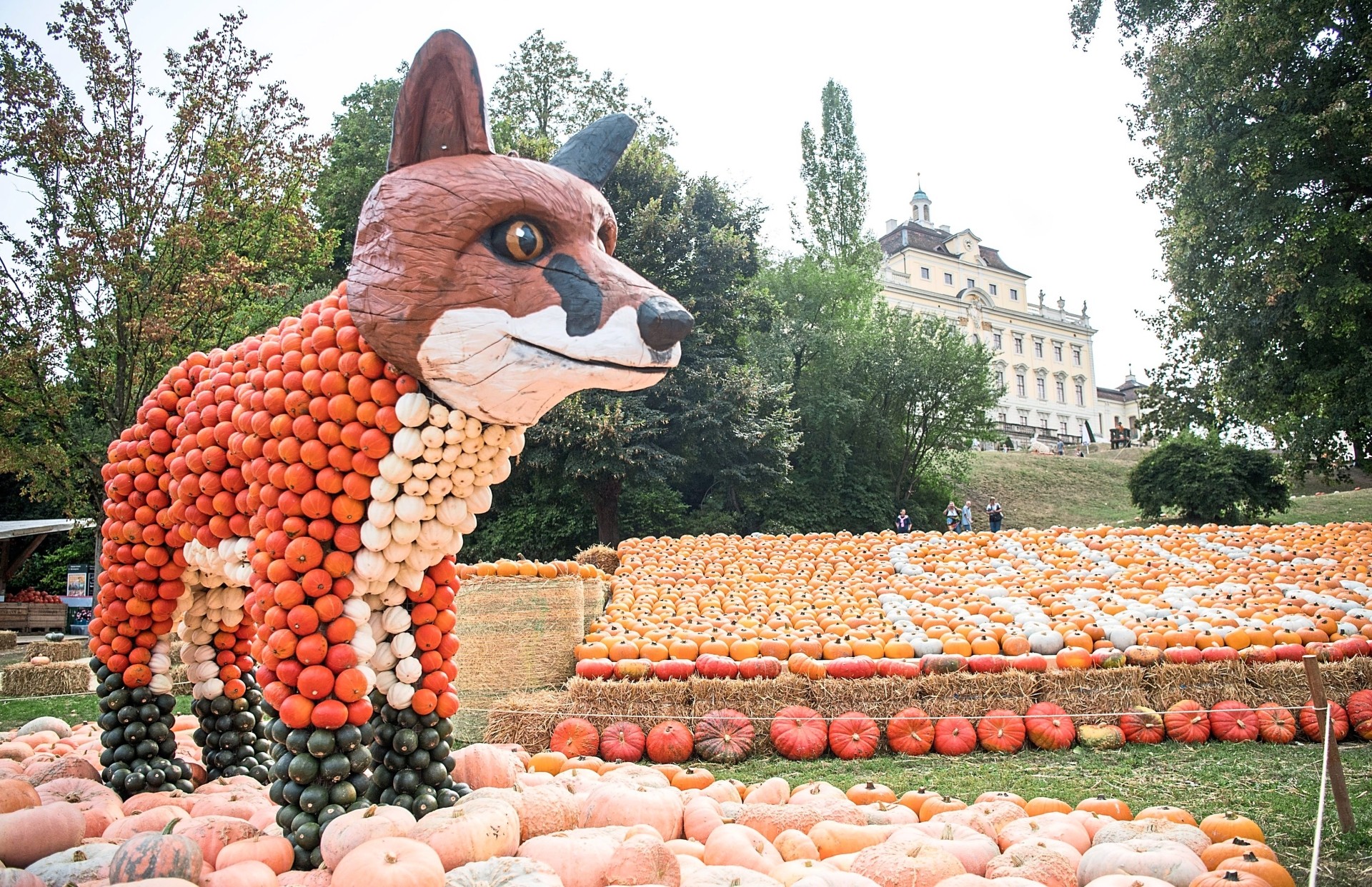 Hundreds of thousands of gourds for world’s largest pumpkin fest | The Star