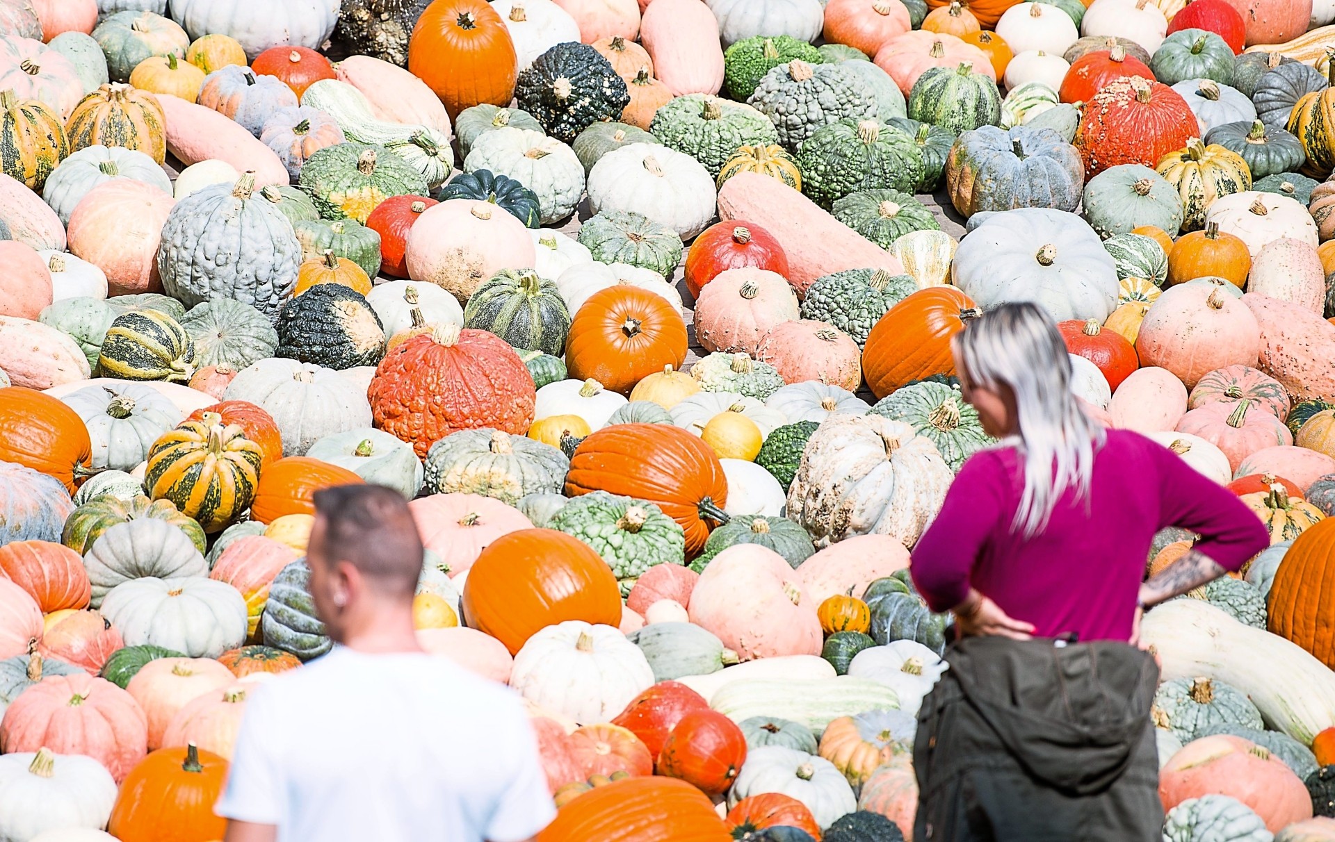 Hundreds of thousands of gourds for world’s largest pumpkin fest | The Star