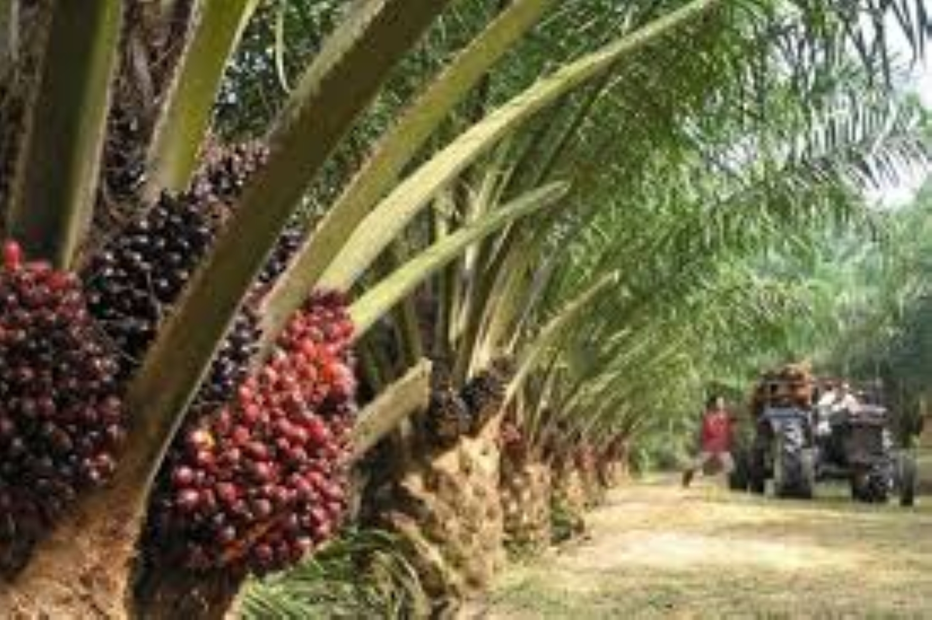 Felcra empowers plantations to optimise output | The Star