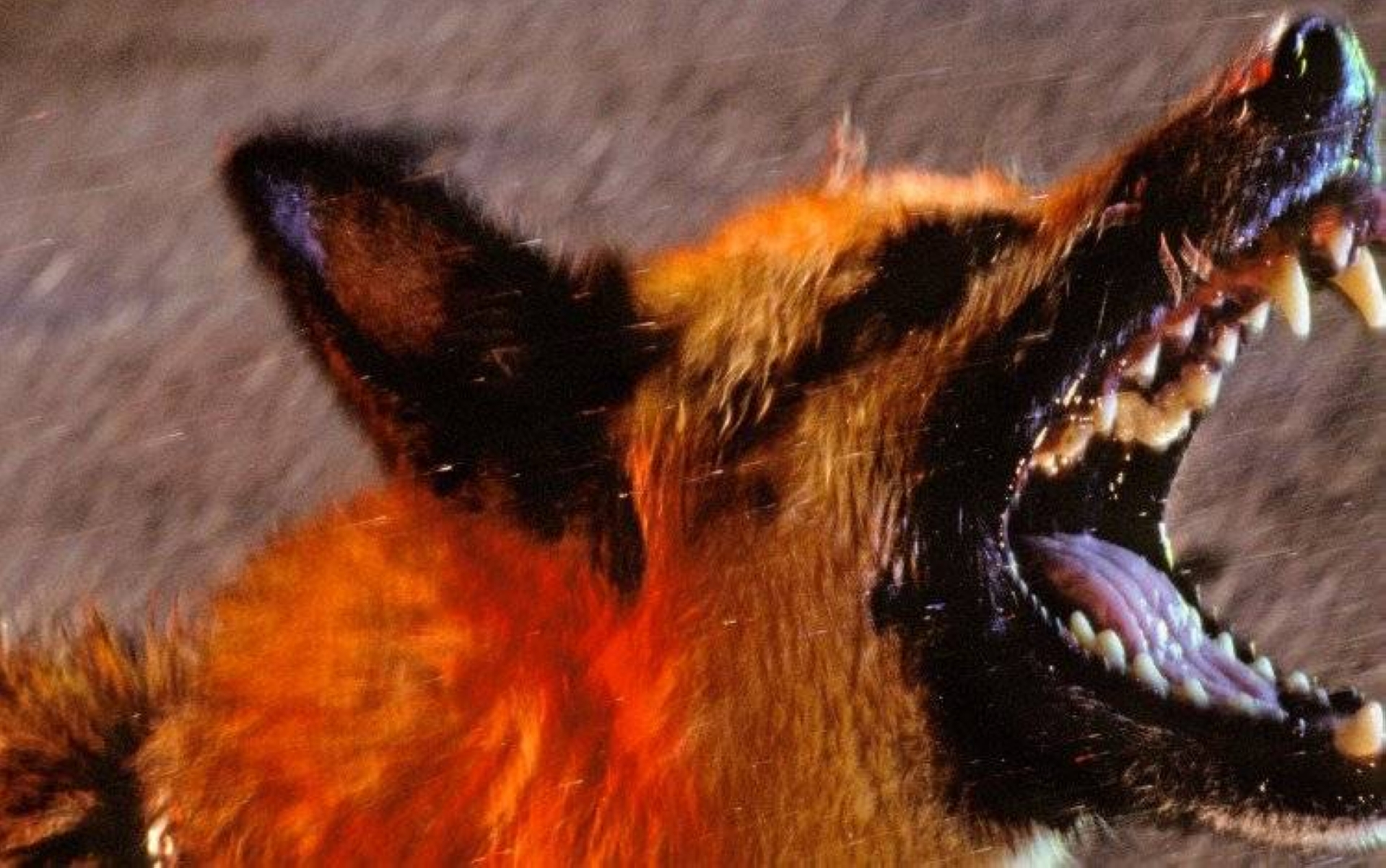 Boy, 5, dies from rabies in S'wak | The Star