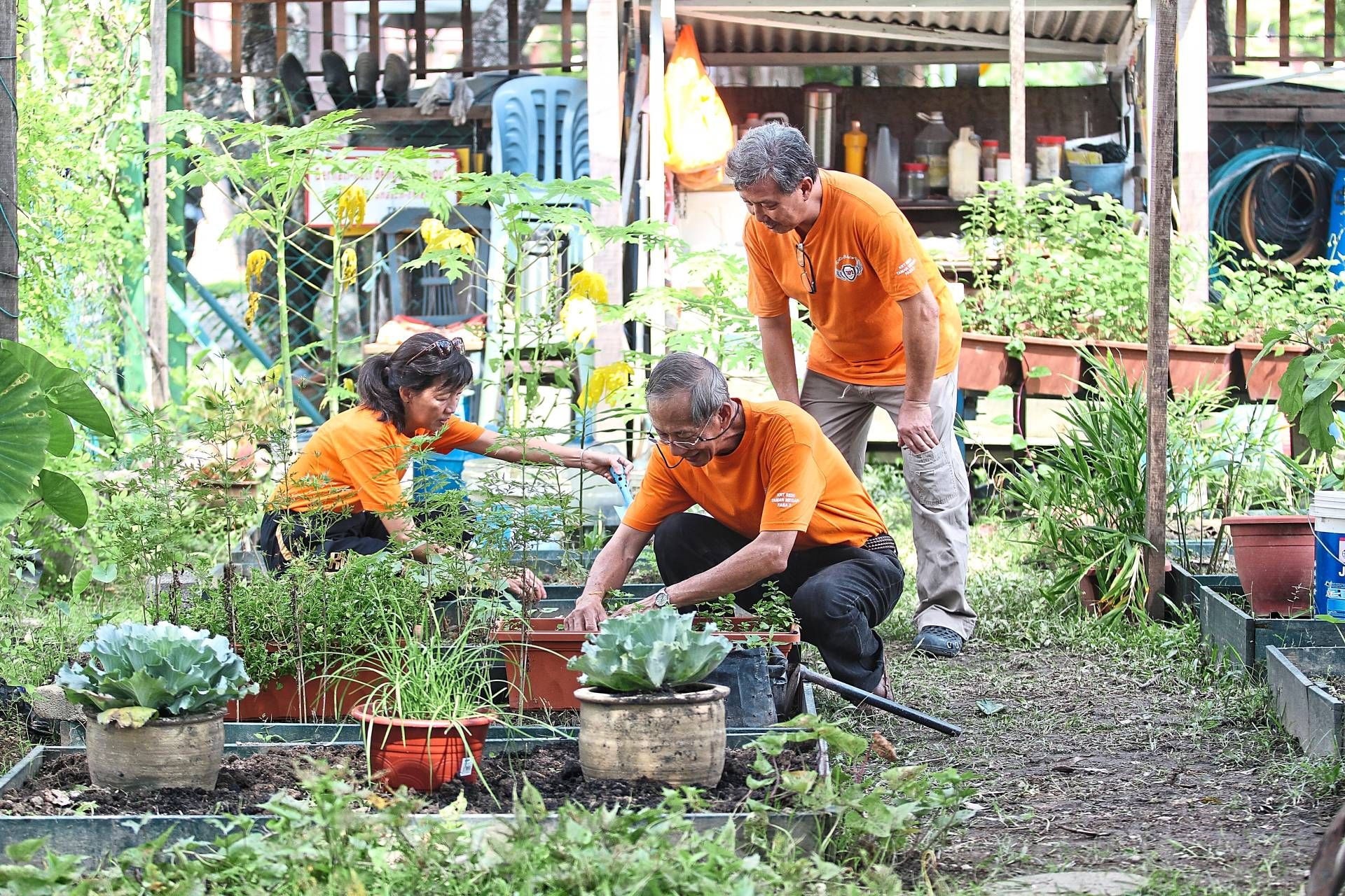 Dedication key to thriving urban farms | The Star