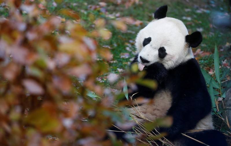 Bei Bei, Washington's eligible bachelor panda, set to move to China ...