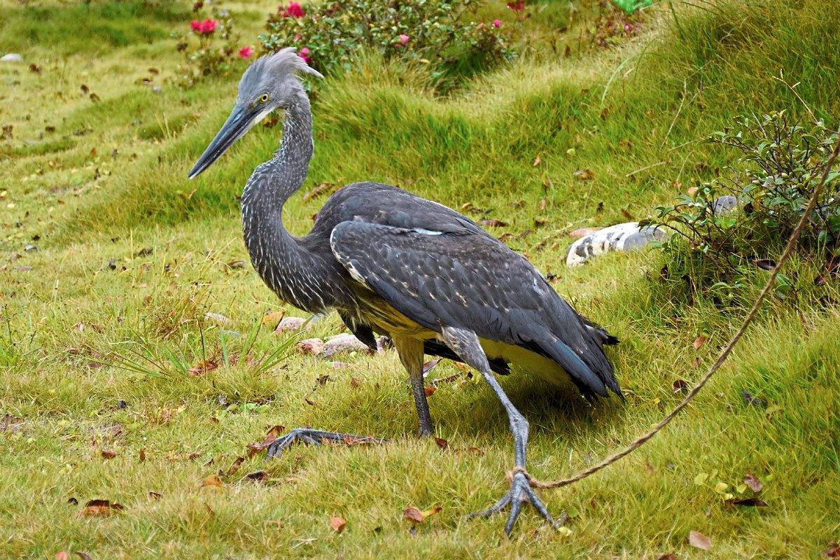 Critically endangered bird spotted in Yunnan province | The Star