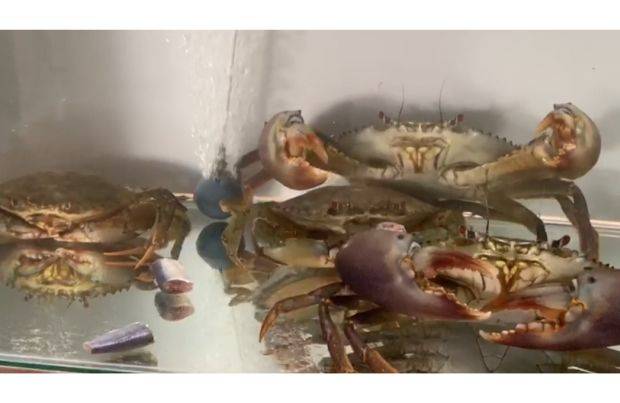 Sandakan sets up first-ever crab hatchery | The Star