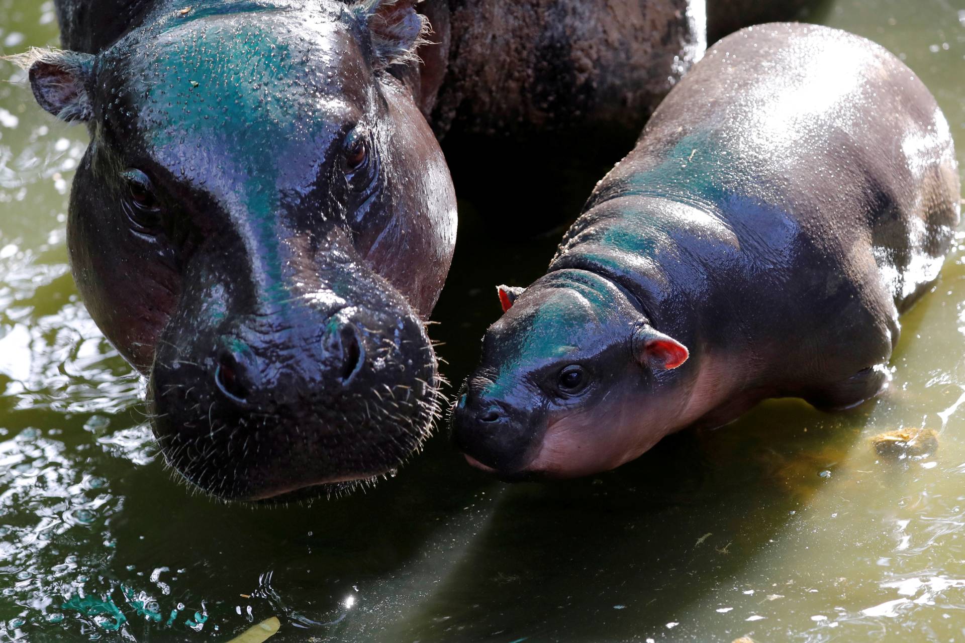 A question of taste in Thai contest to name baby pygmy hippo | The Star