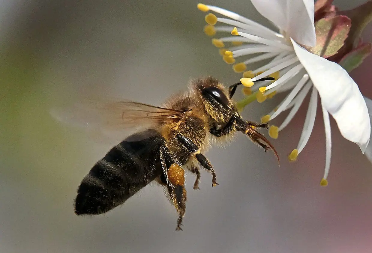 Russian Honey Bees April 4, 2025 Packages Of CERTIFIED RUSSIAN BEES