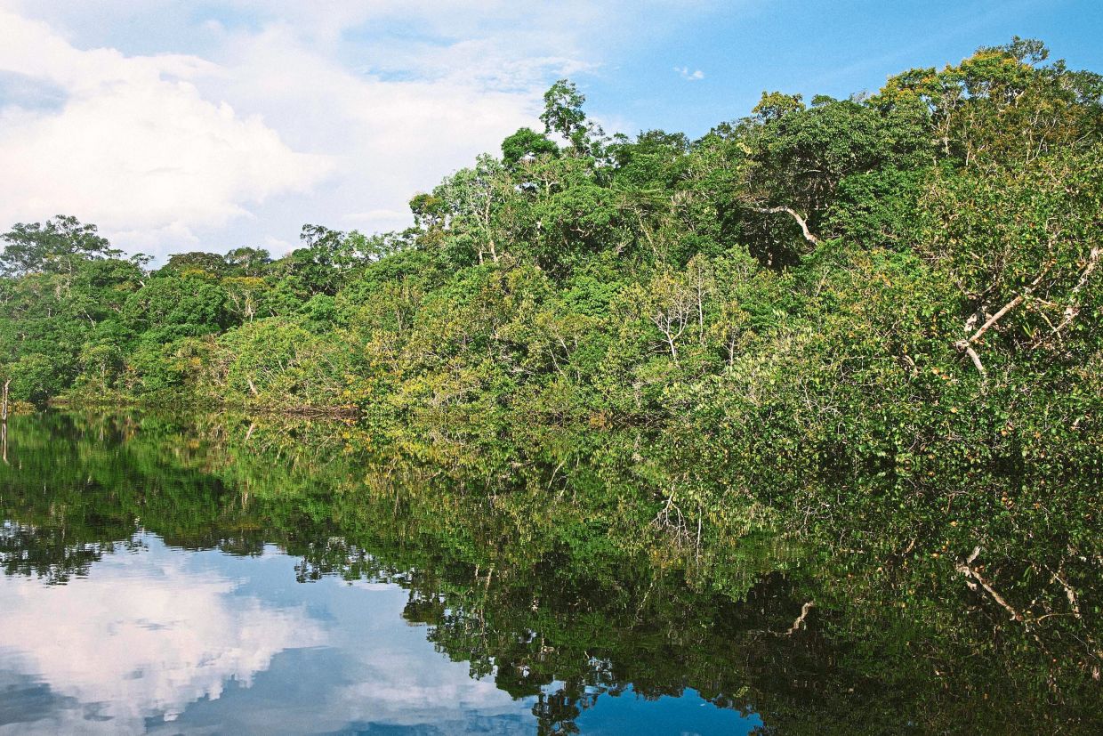 Brazilian Amazon lost 18 trees per second in 2021, says report | The Star