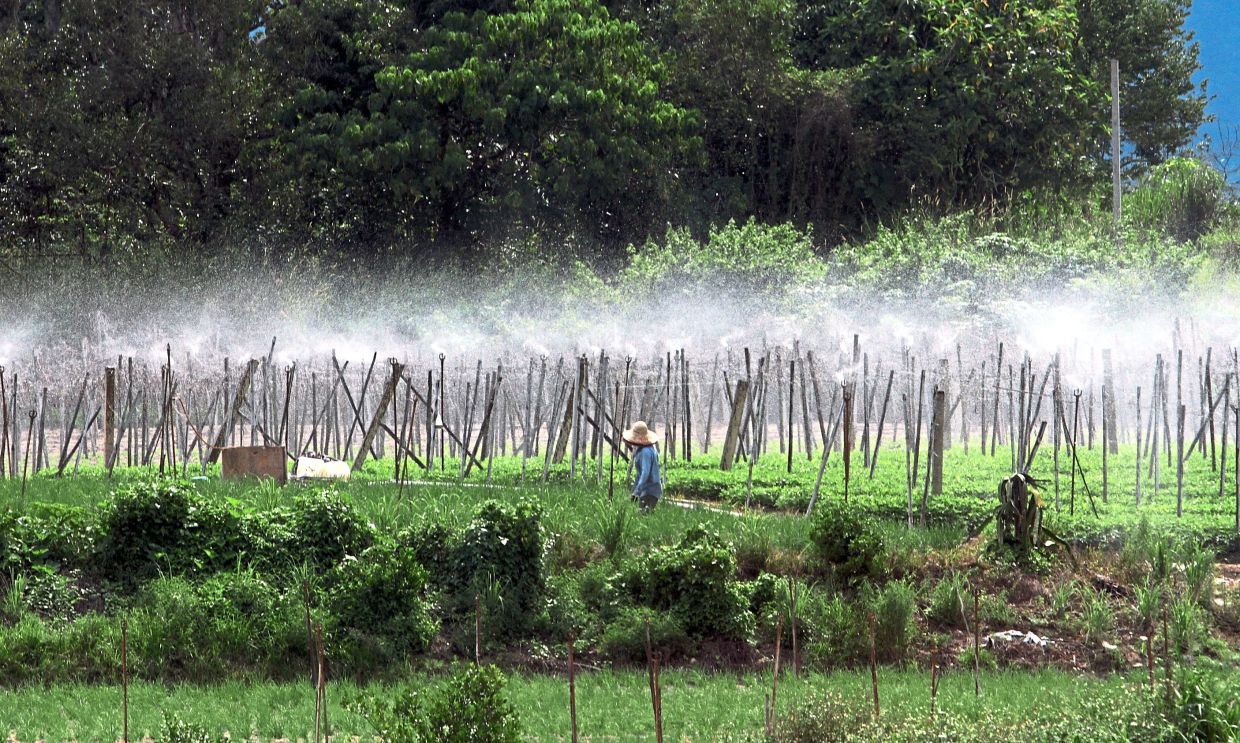 Urban farming encouraged but only via proper channels | The Star