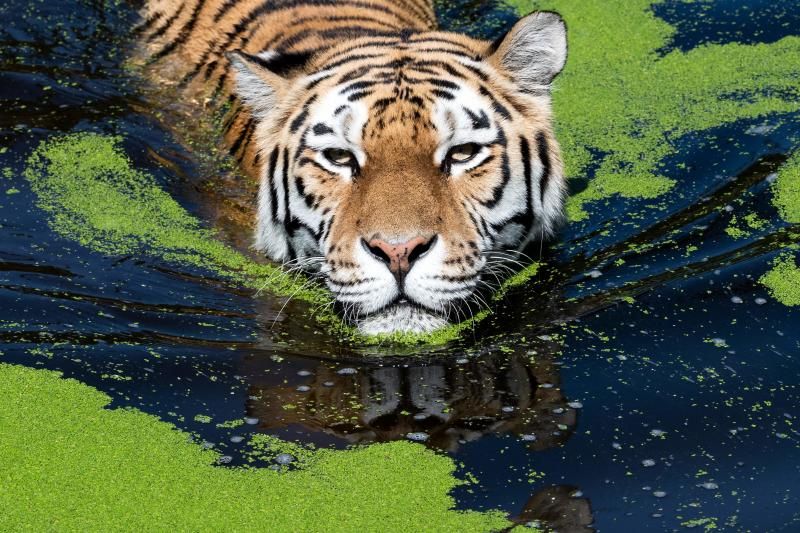 Cambodian youths pledge to participate in tiger conservation | The Star