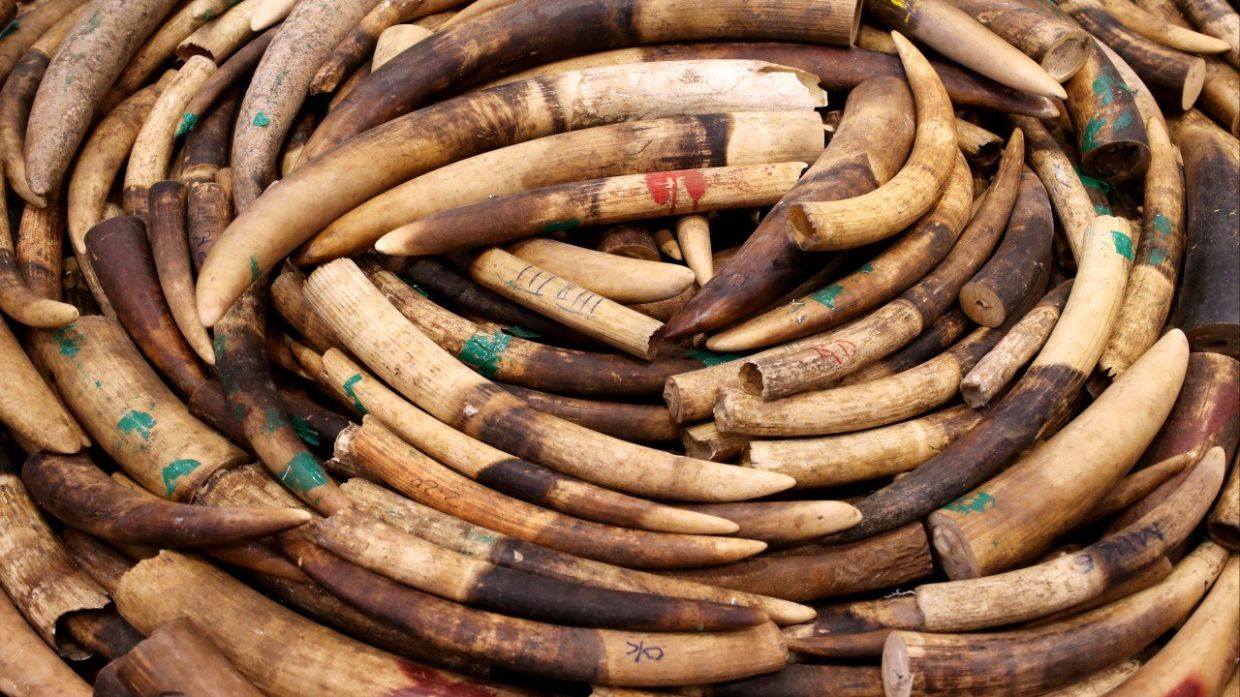 Officials seize more than 280 pieces of ivory from Hong Kong shop ...