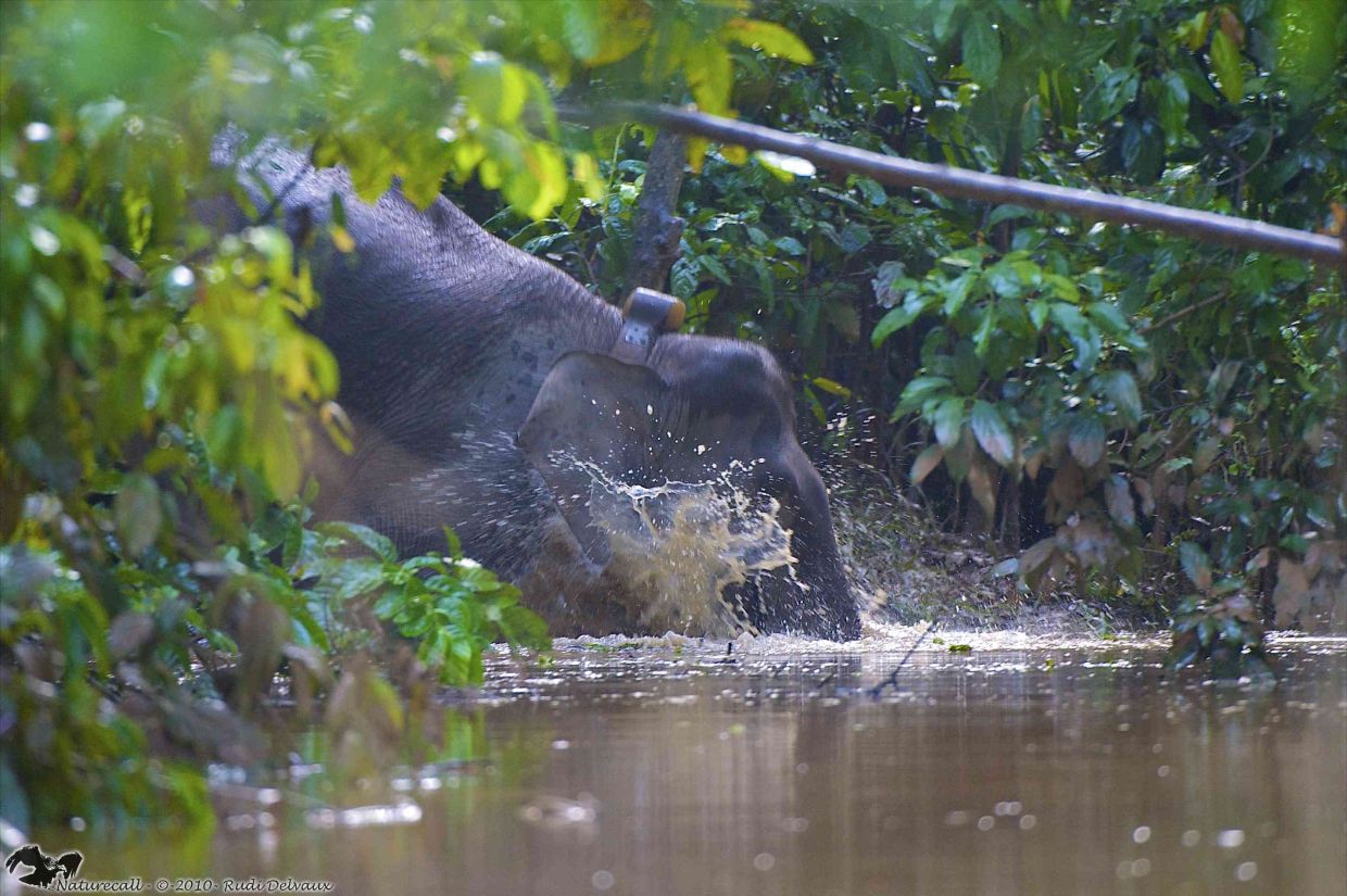 Preserving forest, dropping Sukau bridge are best way to protect ...