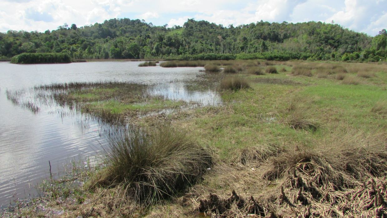 Take more aggressive measures to rehabilitate Tasik Chini, says Pahang ...