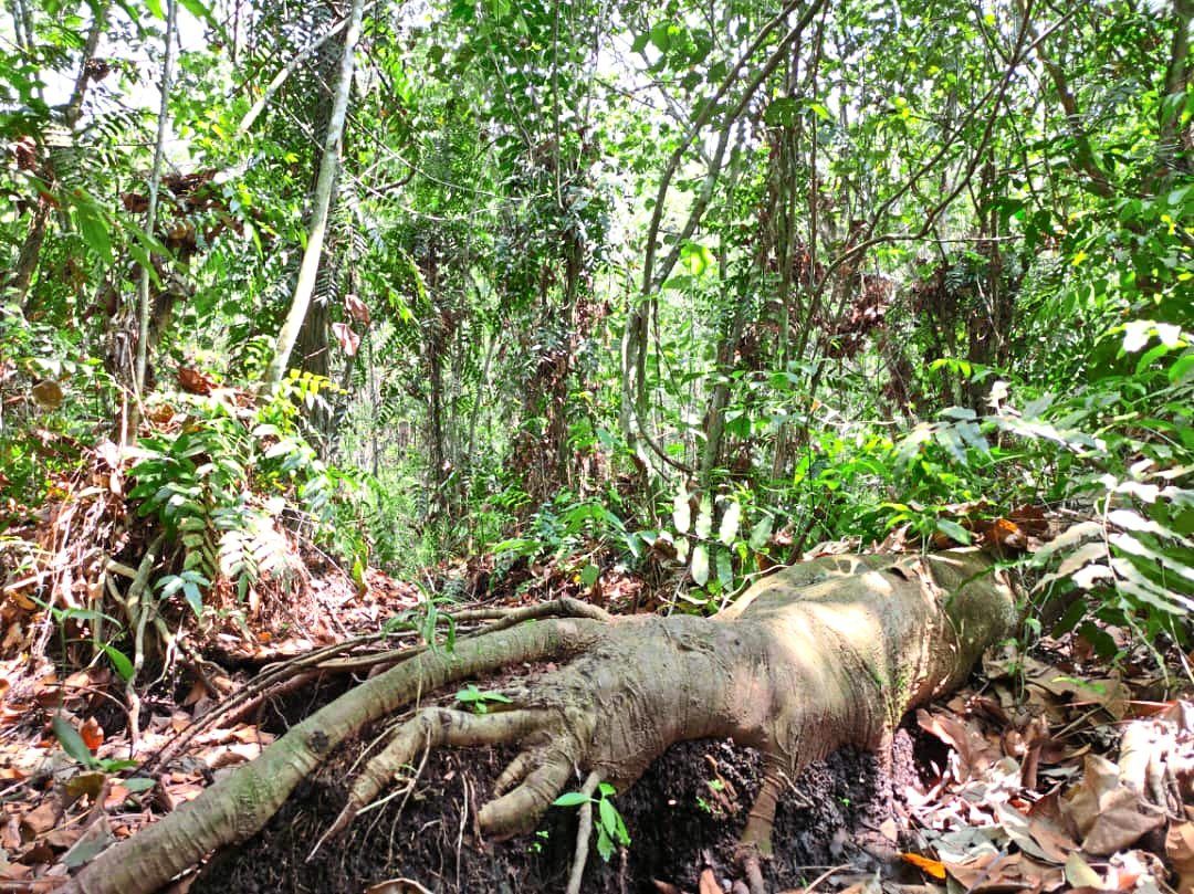 31.65% of Selangor gazetted as permanent forest reserve | The Star