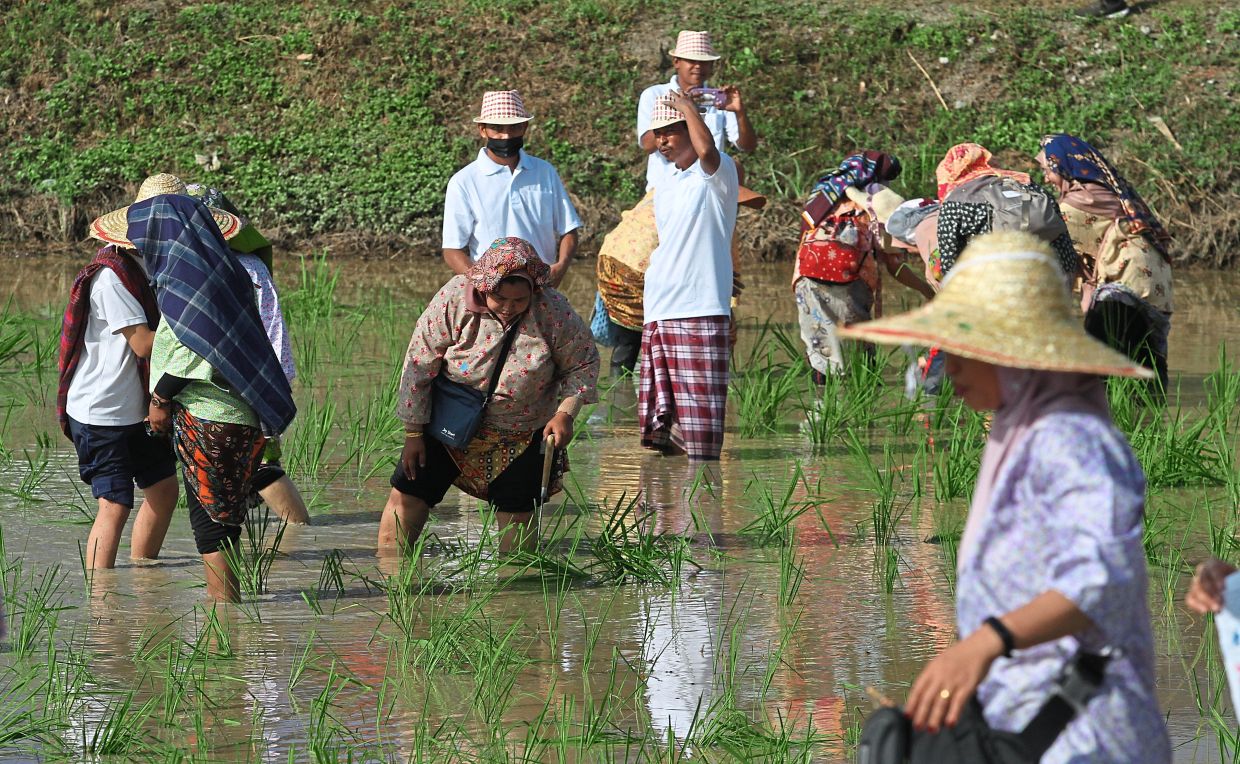 Ripe for the picking | The Star