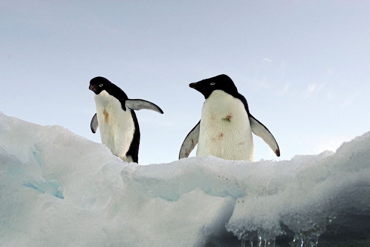 History of the ‘ridiculously charming’ penguins | The Star