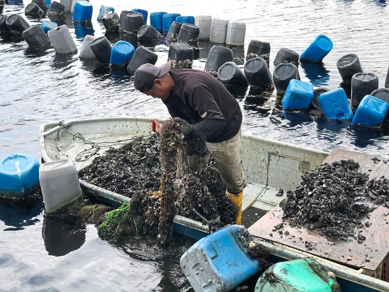 New mussel farm hopes to increase fishermen’s income, country’s supply ...