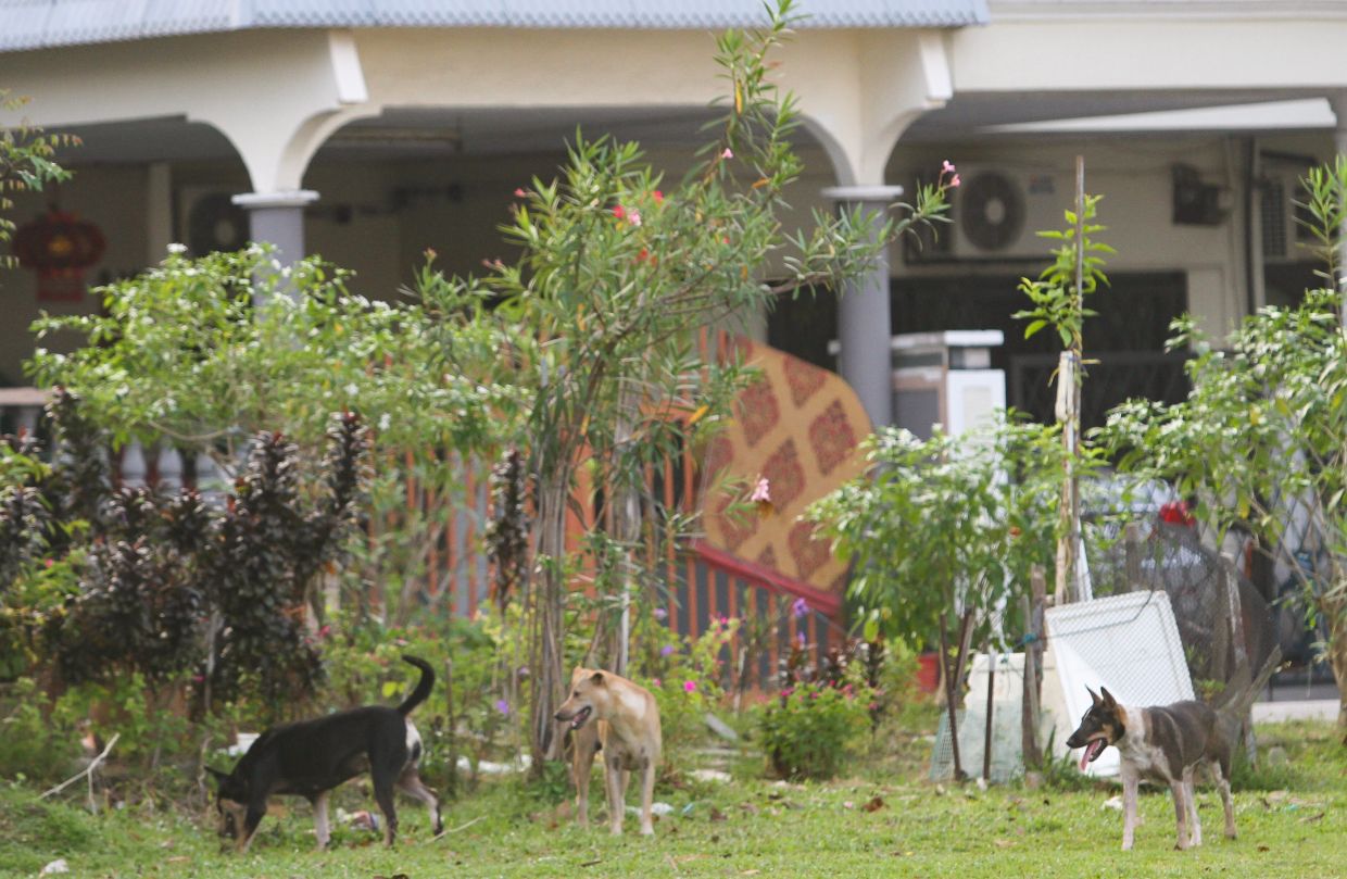 Don't be cruel – There are humane solutions to the stray animal ...