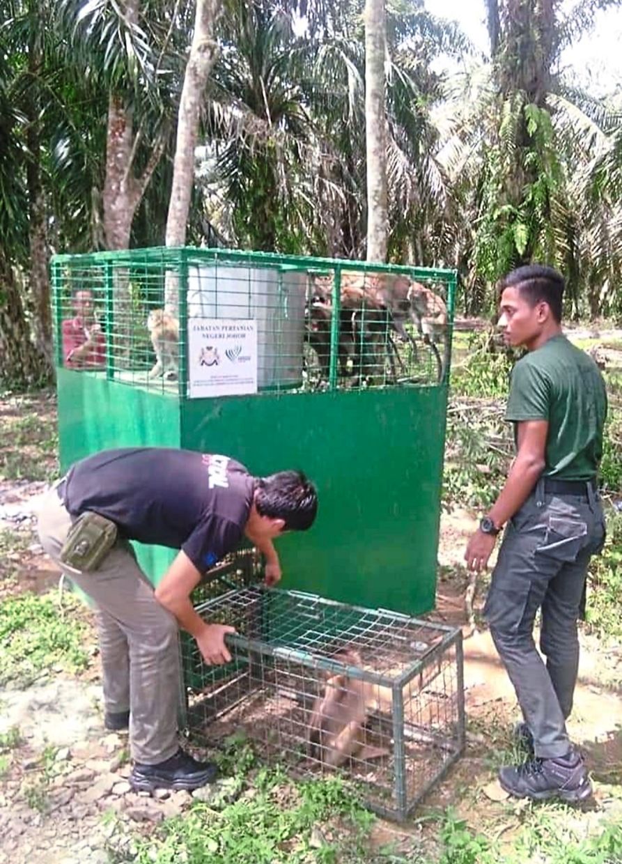 Perhilitan prefers to trap and relocate monkeys | The Star